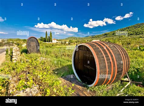 Wine Barrels On Stari Grad Plain UNESCO World Heritage Site In Hvar