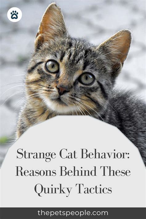 Unraveling Curious Cat Behaviors