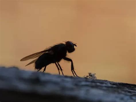 Where Have All The Insects Gone Conservationists Call To Show That