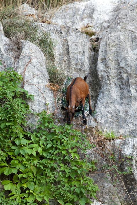 在sa Calobra海湾的野生mallorcan山羊在马略卡 库存照片 图片 包括有 山脉 风险 38925362