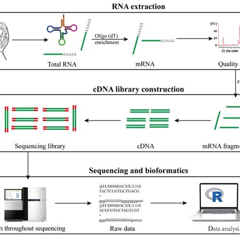 Workflow For The Analysis Of Transcriptome Data In Response To