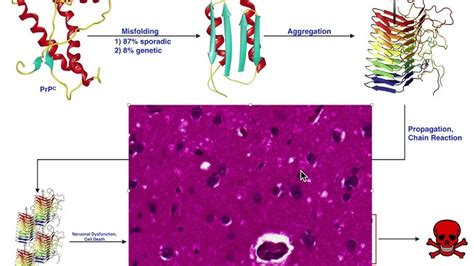 Mad Cow Disease Prion