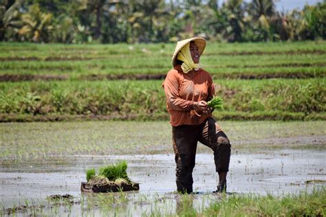 무료 이미지 경치 물 여자 파노라마 여행 진흙 어린이 농업 인도네시아 공화국 발리 농촌 지역 논 농부의 아내 ~ 같이 보일거야 재개발