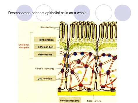 Ppt Cell Cell Adhesion Occurs Through Morphological Structures And Cams Powerpoint