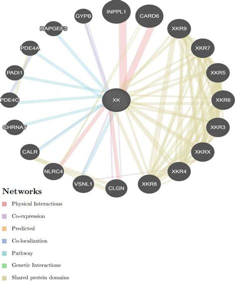 Interaction Between XK And Its Related Genes Download Scientific Diagram