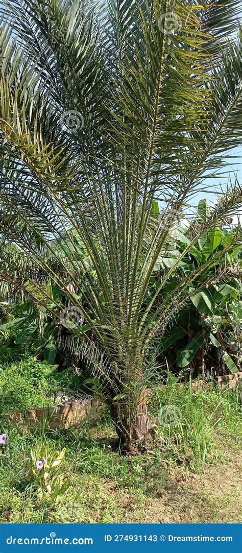 Dates Tree In Front Yard Stock Image Image Of Yard 274931143