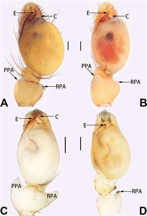 Clubiona Spp Of The C Corticalis Group Male Palp Ventral View A C