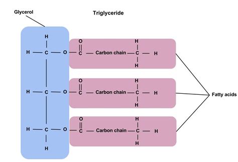 Simple Structure Of Lipids