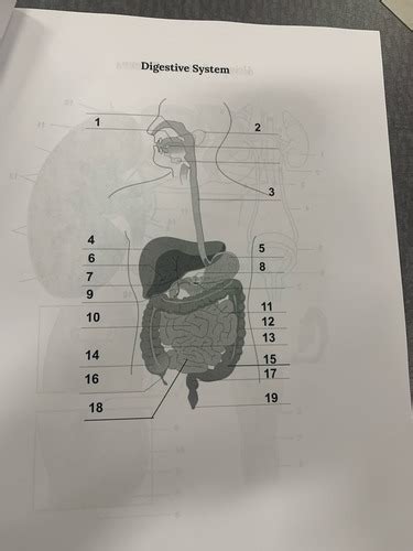 Digestive System Flashcards Quizlet