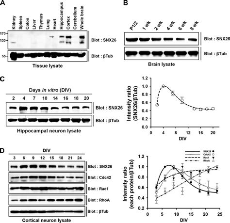 Snx26 A Gtpase Activating Protein For Cdc42 Interacts With Psd 95