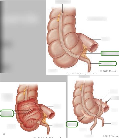 Vermiform Appendix Diagram Quizlet