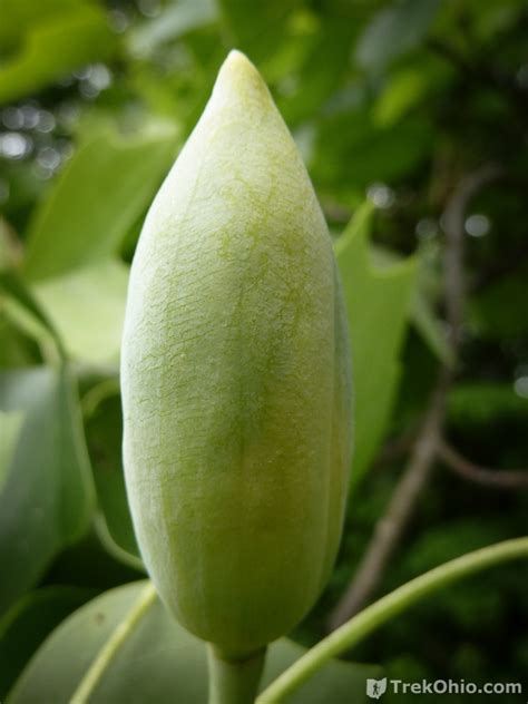 The American Tulip Tree Liriodendron Tulipifera Trekohio