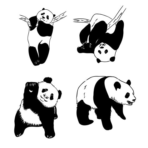Panda Bear Vector Sketch 36439772 Vector Art At Vecteezy