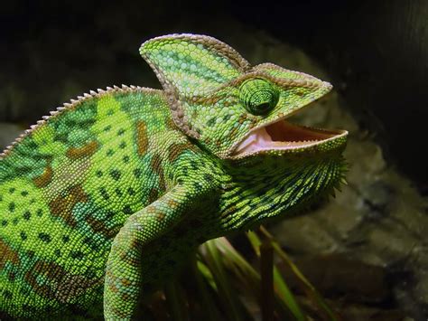 Йеменский хамелеон | chameleon world | Хамелеон