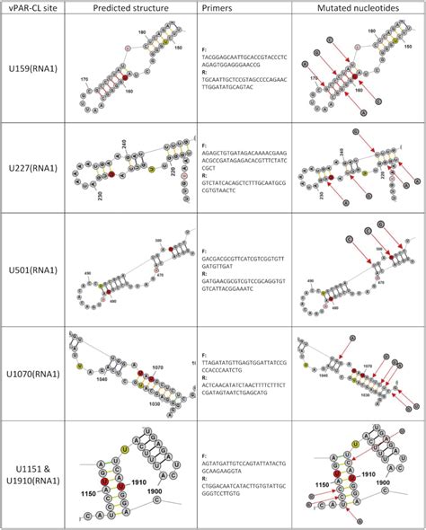 Mapping Rna Capsid Interactions And Rna Secondary Structure Within Virus Particles Using Next