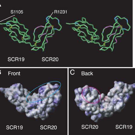 PDF Complement C B C D And Cell Surface Polyanions Are Recognized By Overlapping Binding Sites