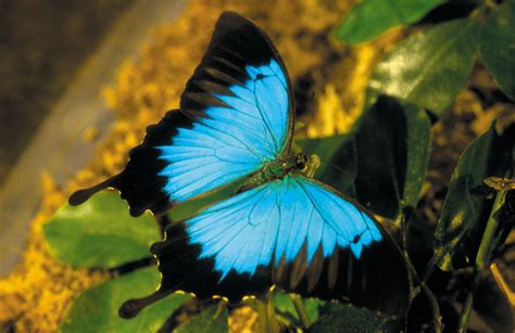 11 Papilio Ulysses Butterfly Facts