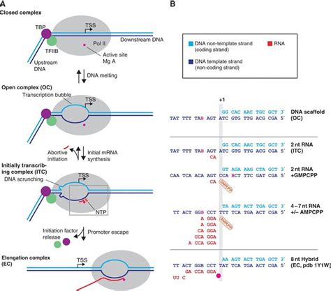 Initiationelongation Transition During Pol II Transcription A