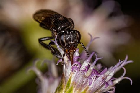 Premium Photo Adult Stingless Bee
