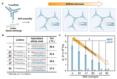 Dna水凝胶单变量刚度和降解性对神经祖细胞转录组的影响 X Mol资讯