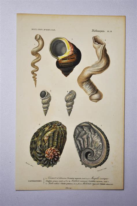 Worm Shells Sea Snail Abalone Coral Snail Hand Colored Original