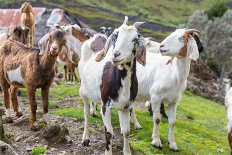 South Indian Goat Breeds
