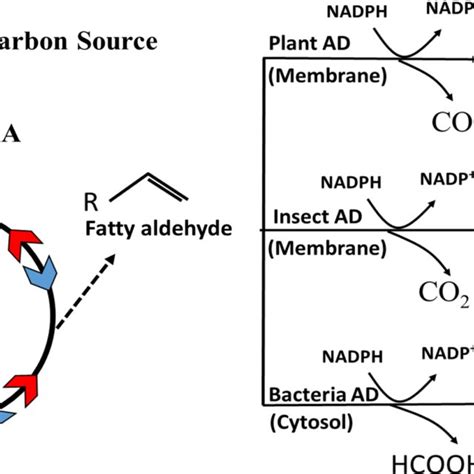 Metabolic Strategies For Alkane Production There Are Three Distinct Ad