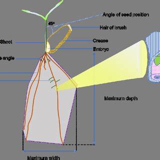 PDF Assessing Root System Architecture Of Wheat Seedlings Using A High Throughput Root