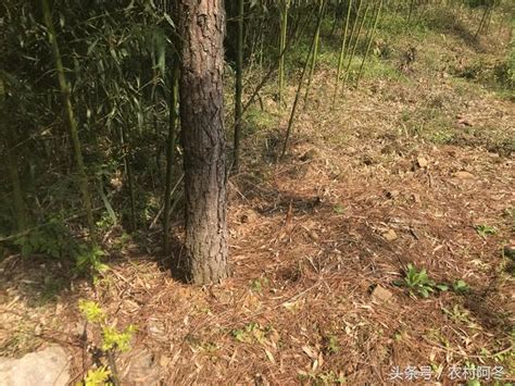 農民種植竹筍3毛一斤賣不出去曬乾以後30元一斤搶著要 每日頭條