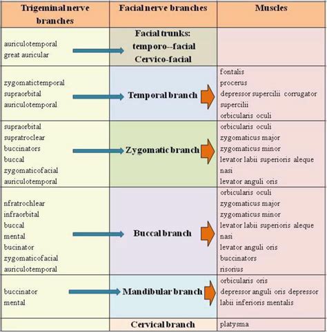 The Proprioception In The Muscles Supplied By The Facial Nerve IntechOpen