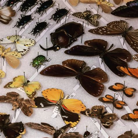 About Bioquipbugs About Bioquipbugs