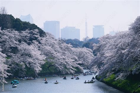 舟遊び桜 千鳥が淵の桜ですお堀にはボートが 스톡 사진 Adobe Stock
