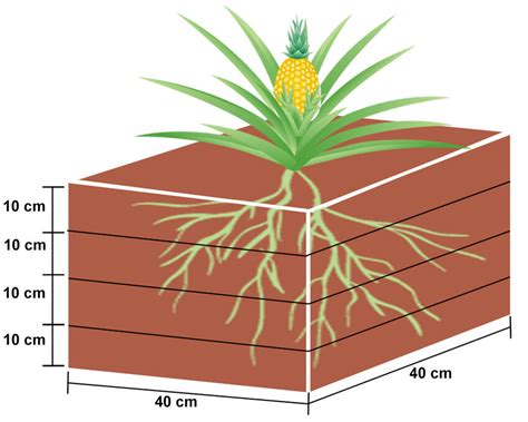 Sketch Of Root Samples Collected Download Scientific Diagram