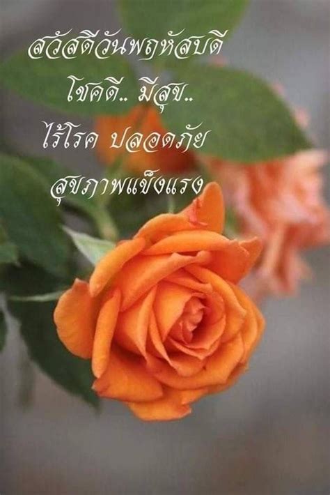 ปักพินโดย Suthiphan Makornkhan ใน สวัสดี วันพฤหัส สวัสดีตอนเช้า วันพฤหัสบดี ดอกไม้