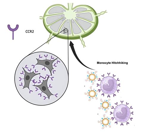Nanoparticle Targets Lymph Nodes For Improved Mri Detection
