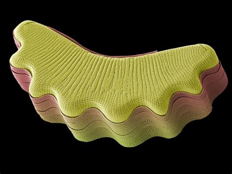 Diatom Sem Photograph By Steve Gschmeissner Fine Art America