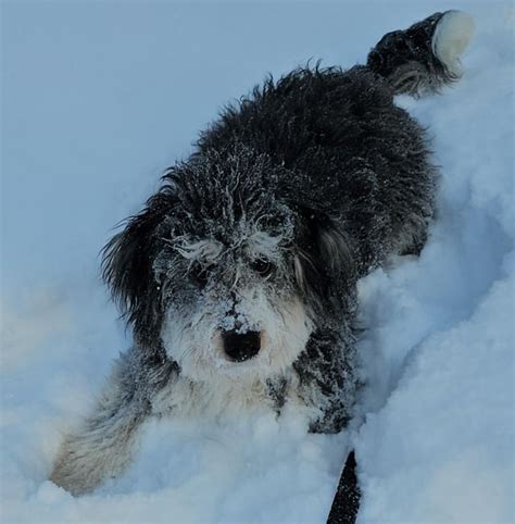 Penny Wises Loved Her Very First Big Snow Adventure 🐾🐾 Rbernedoodles
