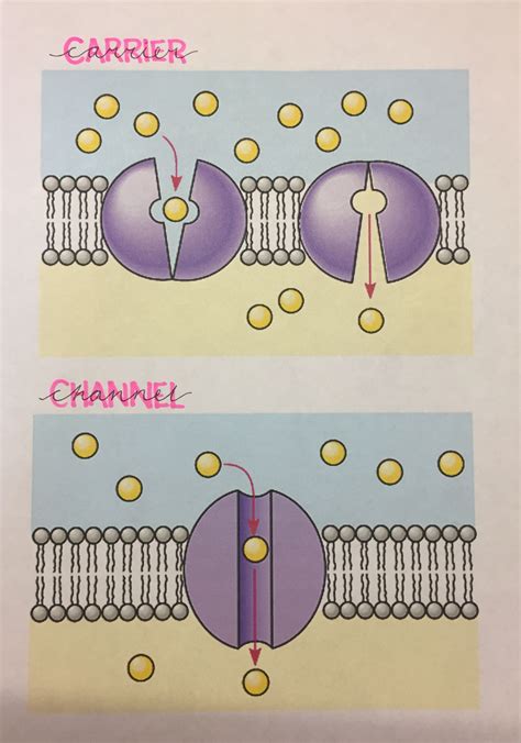 Membrane Spanning Pore Big Chemical Encyclopedia Solution G Protein Coupled Receptors Carrier