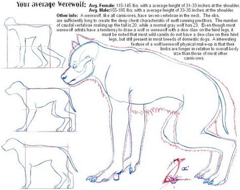 Werewolf Anatomy