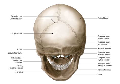 The Ultimate Guide To Understanding The Back Of Skull Diagram
