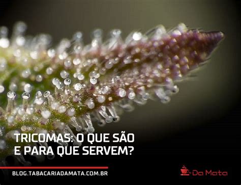 Tricomas O Que São E Para Que Servem Blog Da Mata