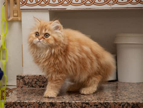 Black Persian Cat Info Pictures Facts And History Catster