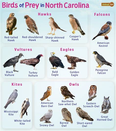 Birds Of Prey In Idaho List Facts Pictures
