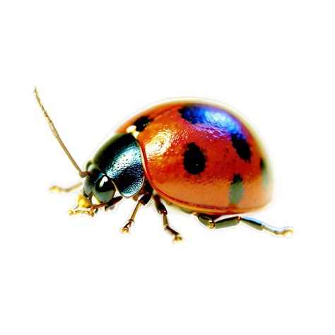 Download Ladybug Under Microscope Png Qyt37