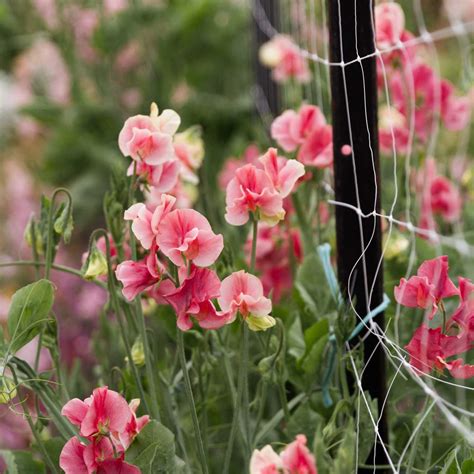 Sweet Pea Kings Ransom Plants