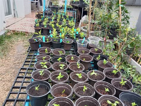 จำหน่ายต้นพีนัทบัตเตอร์ แสนสุขออแกนิคฟาร์ม