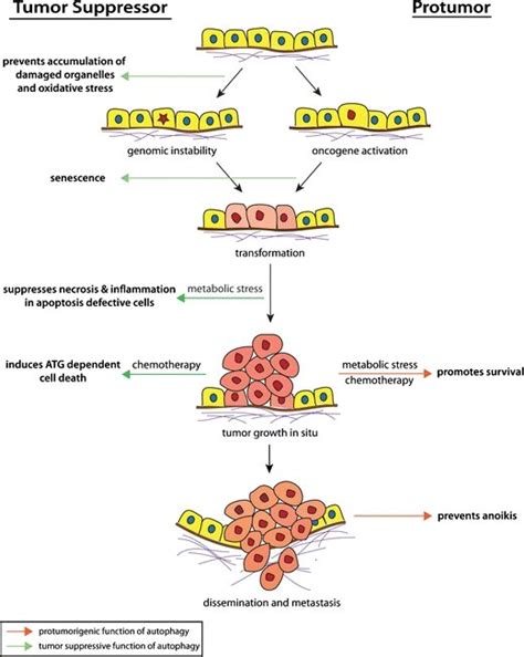 Schematic Depiction Of The Tumor Suppressive And Pro Tumorigenic Roles