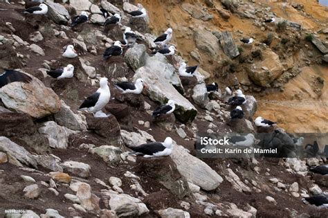 검은 눈 썹 알 바트로 스 번 식 지의 보기 0명에 대한 스톡 사진 및 기타 이미지 0명 검은색 군체 Istock