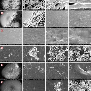 A SEM Images Of PLA S B SEM Of FM Modified By PCL C SEM Of BC Download Scientific
