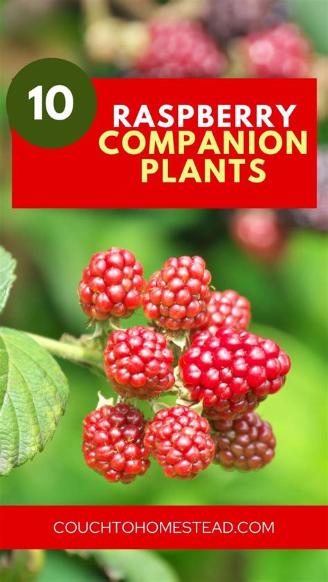 The Top 10 Raspberry Companion Plants Companion Planting Raspberry